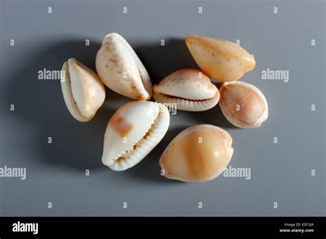 Cowrie Shell Hi Res Stock Photography And Images Alamy