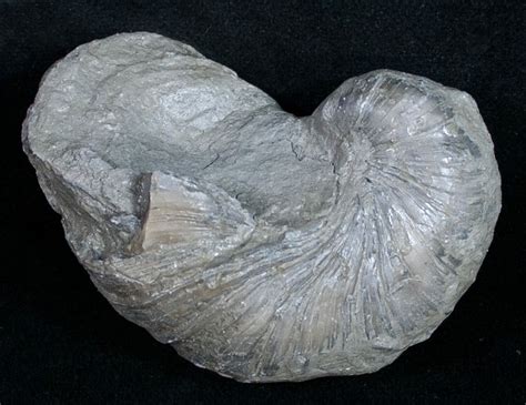 Gryphaea Devils Toenail Fossil Oyster Jurassic 9907 For Sale