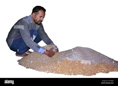 Indian Farmer Mixing Fertilizer To Wheat Before Sowing Treated Wheat