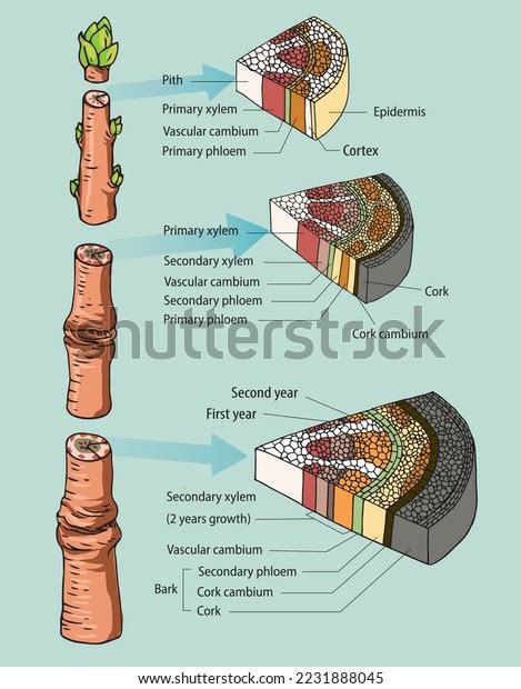 Infographic Stem Anatomy Vector Stock Vector Royalty Free 2231888045