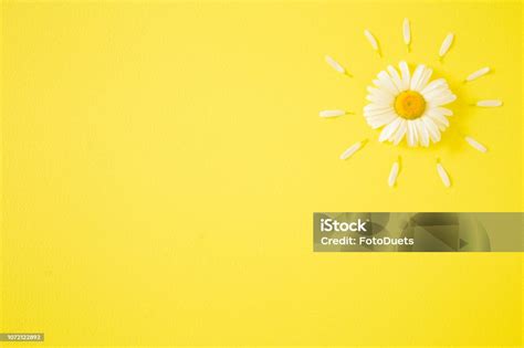 태양 모양 밝은 노란색 배경에 신선한 화이트 데이지에서 만든 야생 꽃입니다 인사말 카드입니다 긍정적인 생각에 대 한 이랑입니다