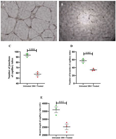 Effect Of Sin 1 On In Vitro Angiogenesis By Ecfcs Image A And B
