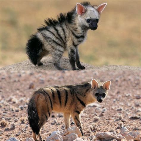 Aardwolf Pup