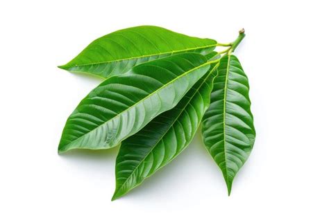Mango Leaves Isolated On White Background Premium Ai Generated Image