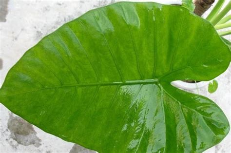 助剂好处多多，但也会产生药害，怎么解决助剂药害及病虫害抗性难题？
