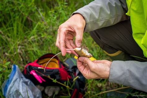Revive And Restore Genetic Rescue To Enhance Biodiversity