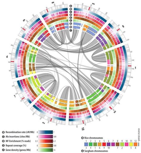 Reference Genome Of Maize Americas Most Important Crop Is Published By Team Co Led By Cshl