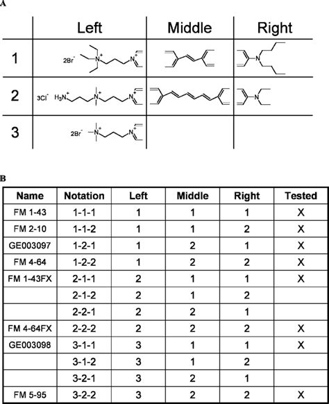 Fm Fluorophore Chemical Structures And Nomenclature A Fm Fluorophores