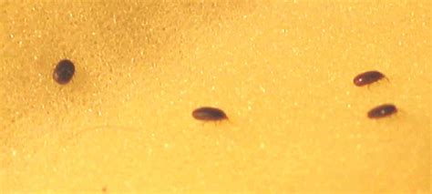 Tiny Brown Bugs In Camper At Monique Wilkerson Blog