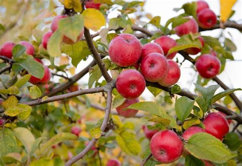 Las Manzanas Rojas En Una Rama Crecen Al Aire Libre Foto Premium