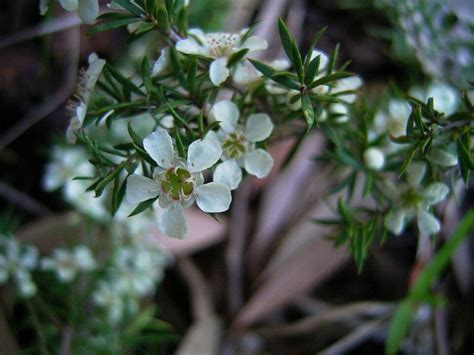Rcy Leptospermum Juniperinum Prickly Teatree 50 Au Seeds