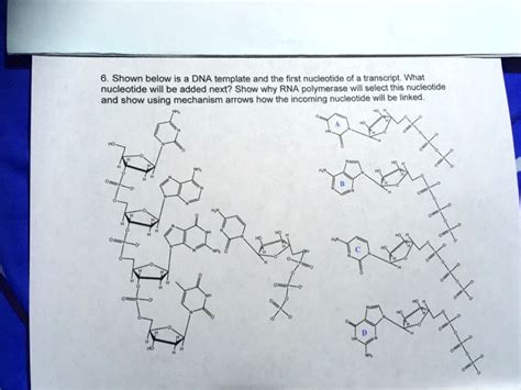 Solved Shown Below Is Dna Template And The First Nucleotide Of A Transcript What Nucleotide