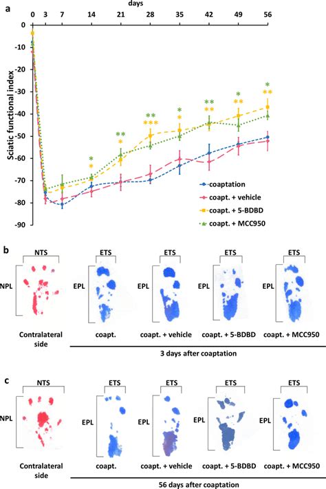 Quantification Of Sciatic Nerve Regeneration With Sfi Measurement A
