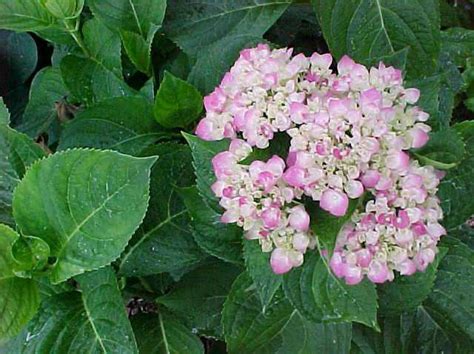 Bigleaf Hydrangea Hydrangea Macrophylla Enziandom Focal Farm