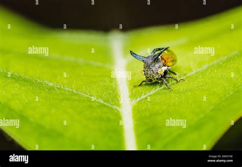 Close Up A Strange Treehopper Horned Tree Hopper On Green Leaf And
