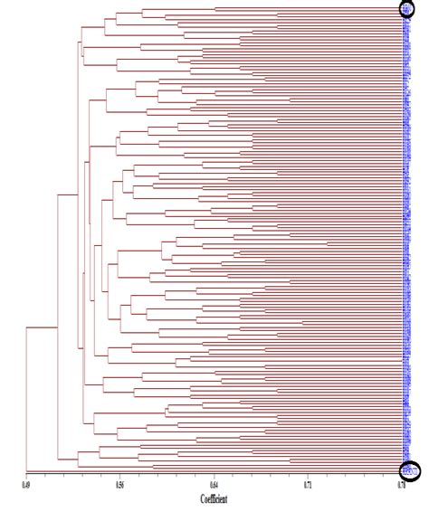 Dendrogram Ntsys Pc Upgma Of Rb X Kranti F Plants And