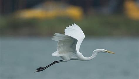 Environmental Science Bird Test Flashcards Quizlet
