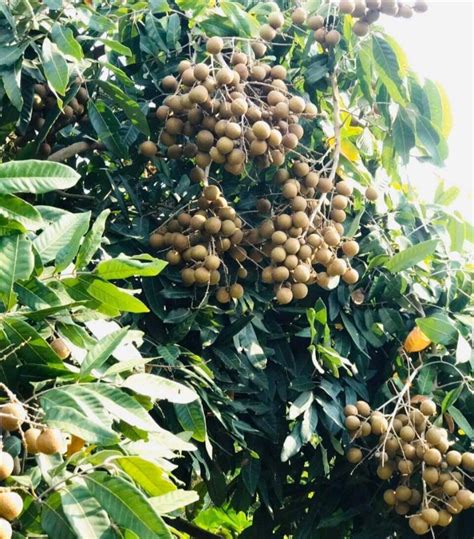 Bigger Trunk Longan Tree Fruit Home Rare Live Plant Plant For Your
