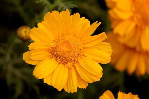 Krisan Koronarium Mahkota Foto Gratis Di Pixabay