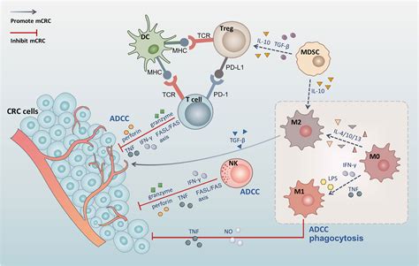 Tumor Microenvironment MPs Free Full Text Establishment Of