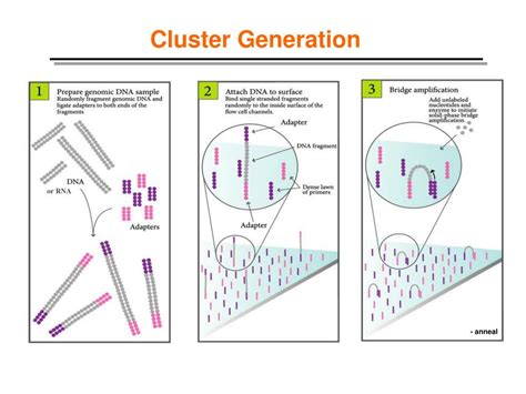 Ppt Overview And Applications Of Next Generation Sequencing