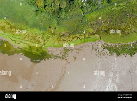 Aerial Landscape View Of Trees And Grass Alongside The Algae And Sand