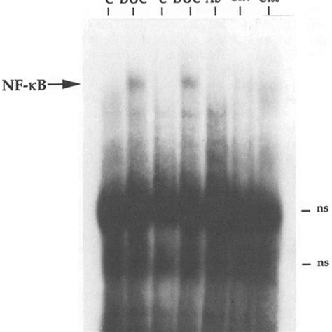 Ht1080 Cells Were Treated With Tnfα And Signalling Through Nf κb