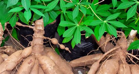 Iita Partners Sano Foods On Improved Cassava Varieties — City Business News