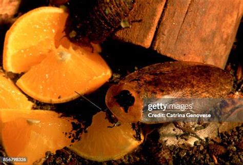 Giant Cockroach Photos And Premium High Res Pictures Getty Images