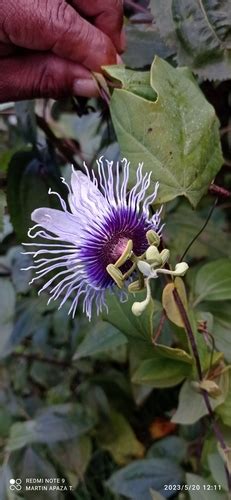 Passiflora Bangii · Inaturalist