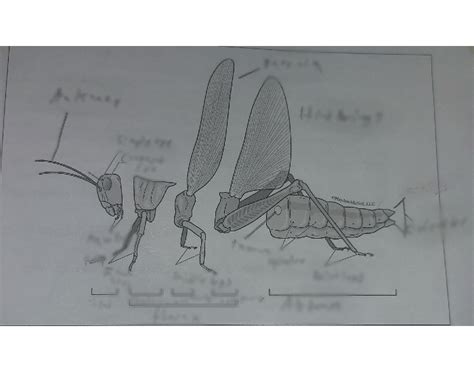 Grasshopper Quiz External