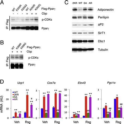 Brown Remodeling Of White Adipose Tissue By Sirt1 Dependent