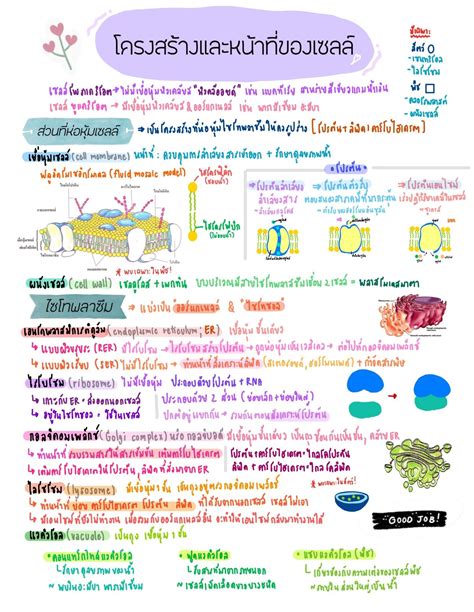 โน้ตของ สรุปชีวะ ม 4 เทอม1 ปลายภาค ชั้น Clear Biochemistry Notes