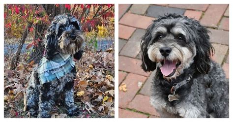 Millie Hobbes Crossfield Doodles