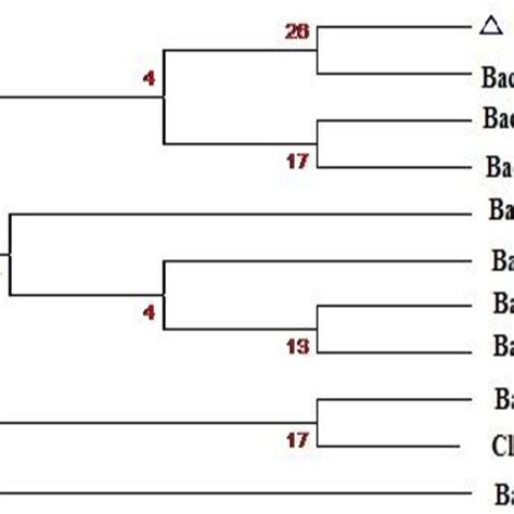 dendrogram showing phylogenetic relationship between bacillus cereus