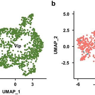 Linear Dimensional Reduction And Cell Clustering Analysis Of VISp VIP