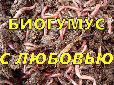 Что такое вермиферма? Как сделать простейшую вермиферму. - YouTube