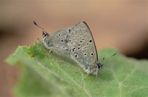 Celastrina Sugitanii