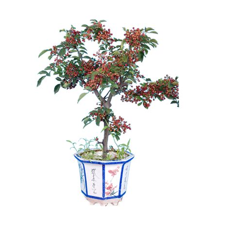 正宗四川汉源藤椒树苗青花椒椒无刺花椒绿花椒麻椒苗虎窝淘