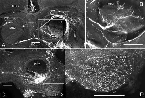 A Mushroom Body Extrinsic Neuron That Terminates In The Aotu A