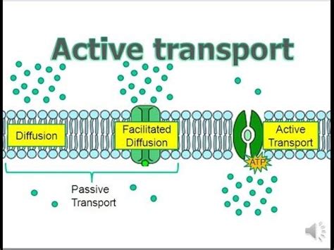 Active Transport Biology Activity