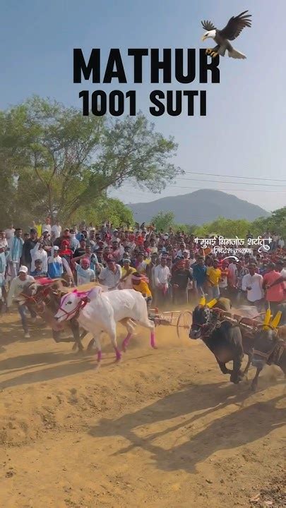 राहुल भाई पाटील यांचा मथुर १००१ सुट्टी चा थरार बैलगाडाशर्यत