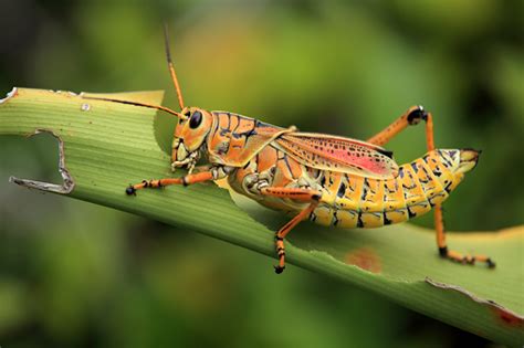 100 Grasshopper Pictures Download Free Images On Unsplash