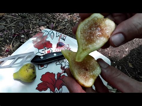 Kadota Fig Ripe