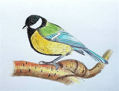 Как нарисовать синичку карандашом 98 фото