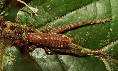 Photo 51985 Orthoptera Sp