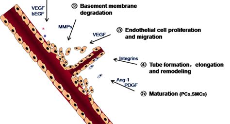 Laboratory Of Metabolism Inflammation And Diseases Drug Discovery