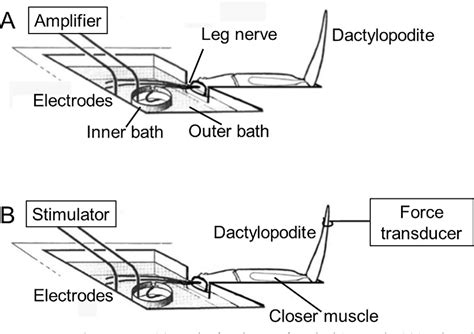 Figure 2 From The Effects Of Electrical Stunning On The Nervous