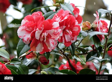 Red And White Semi Double Variegated Camellia Japonica Mercury