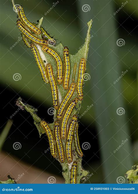 Gran Oruga De Mariposa Blanca Del Sur Imagen De Archivo Imagen De